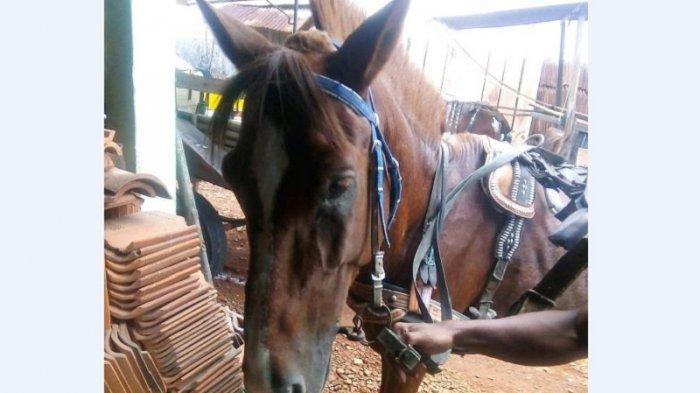 Kelanjutan Video Viral Kusir Siksa Kuda di Tasik, JAAN Selamatkan Kuda dalam Kondisi Lutut ...