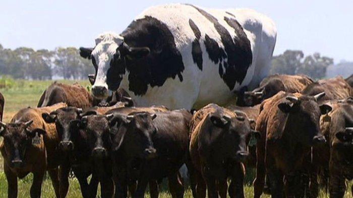 4 Fakta Mengerikan di Balik Kentut Sapi, Pernah Ledakkan Peternakan ...