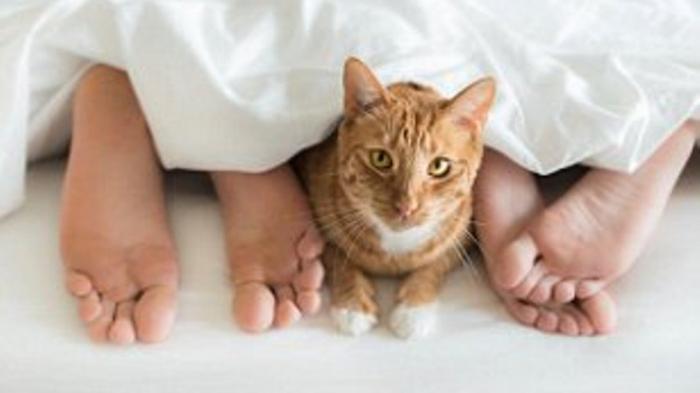 Kisah Seekor Kucing Pincang Selamatkan Pemiliknya Ini Bikin Terharu ...