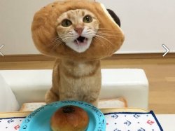 Kucing Dengan Berbagai Kostum Roti Ini Bikin Gemes Sekaligus Laper ...