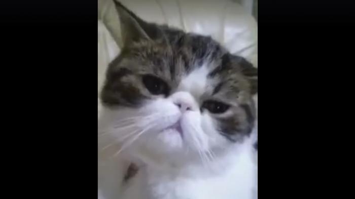 VIDEO: Kucing Ini Bikin Gemas Netizen, Menyanyi Mengikuti Majikannya ...