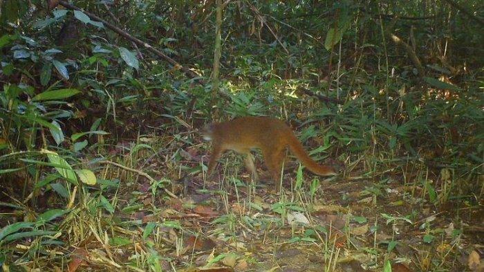 FAKTA : Kucing Merah Langka Yang Eksotis Ini Masih Ada Di Hutan ...