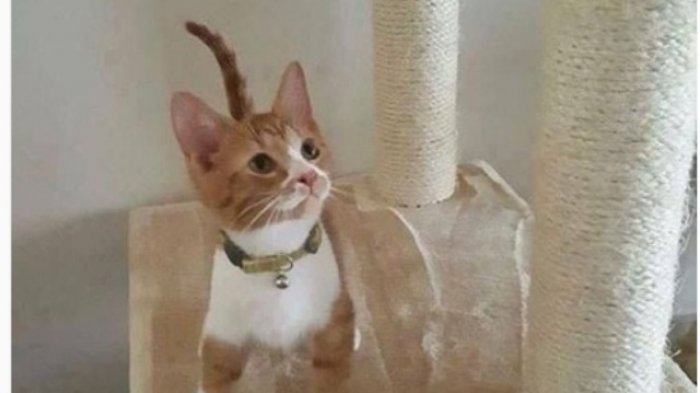 Tak Hanya Oliver, Ternyata Kucing yang Punya Jempol Kaki Memang Ada ...