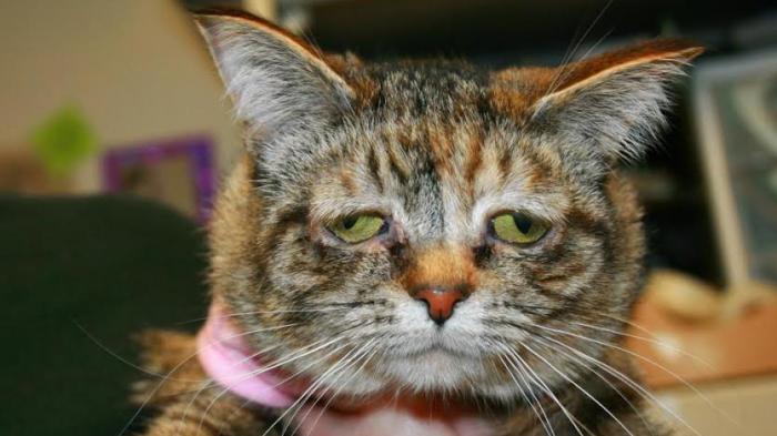 Inikah Kucing Paling Sedih di Dunia? - Tribunjogja.com