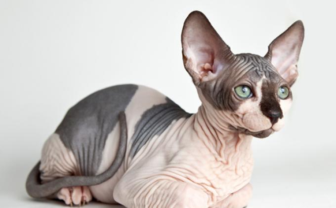 Kucing Gundul Ini Harganya Mencapai Rp 25 Juta - Tribunjogja.com