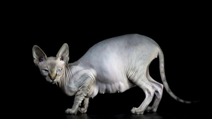 Kucing Botak Ini Harganya Tembus Rp25 juta - Tribunjogja.com