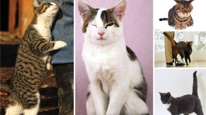 Ingin Bicara dengan Kucing? Inilah Arti Bahasa Tubuhnya - Tribunjogja.com