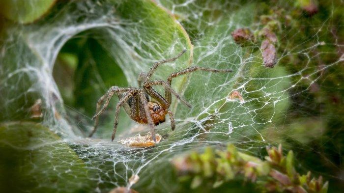 12 Fakta Tentang Laba-Laba, Simbol Datangnya Kebahagiaan - Tribunjogja.com