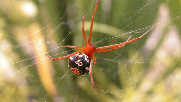 Apa Itu Hewan Insektivora, Ciri-ciri dan Contohnya - Tribunjogja.com