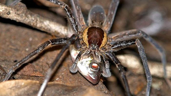 Laba-laba Ternyata Bisa Terbang. Begini Penjelasannya - Tribunjogja.com