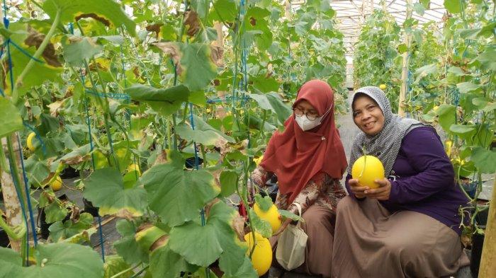 Kisah Munir, Dorong Anak Muda di Desa Pakem Purworejo Budidaya Melon ...