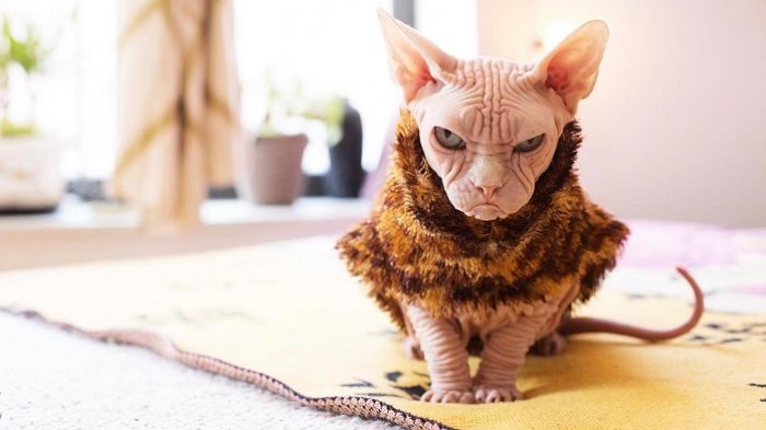 6 Foto Loki, Kucing Sphynx Unik yang Wajahnya Mirip Orang Tua ...