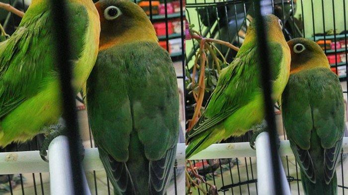 Harga Burung Nuri Hijau