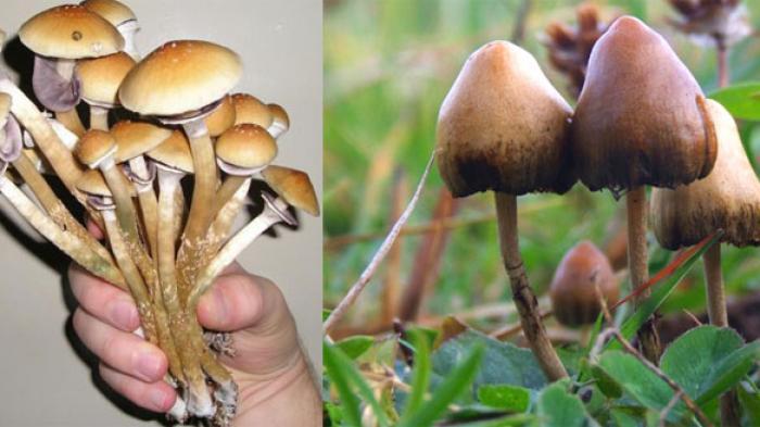 FDA Amerika Serikat Legalkan Magic Mushroom Atau Jamur Tlethong untuk ...