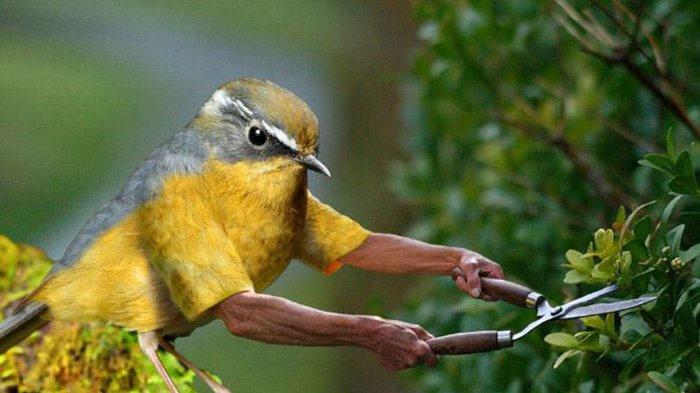 Siap-siap Tertawa, Ini Kumpulan Meme 'Birds With Arms' Paling Kocak ...