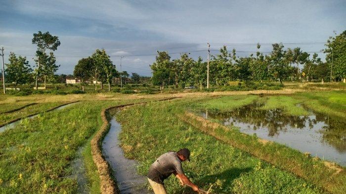 Musim Tanam Padi di Purworejo Mundur Dua Bulan, Petani Mengeluh Kurang ...