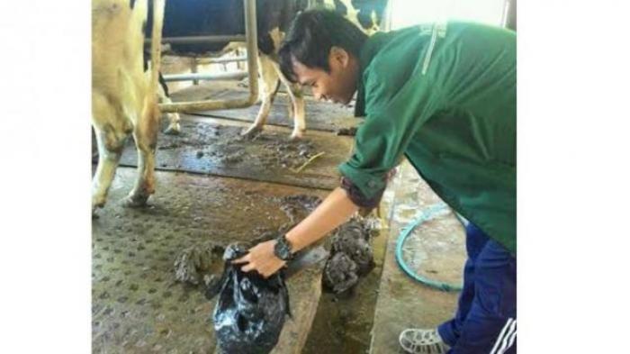 Di Tangan Inovatif Mahasiswa Undip Ini, Kotoran Sapi pun Bisa Disulap ...