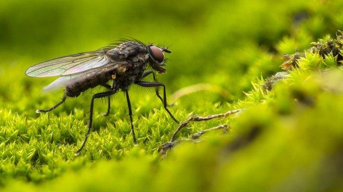 20 Jenis Lalat, dari yang Terbesar Sampai Terkecil - Tribunjogja.com