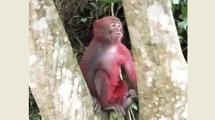 Monyet Ini Terlihat Sedih Disingkirkan Kelompoknya karena Berwarna ...