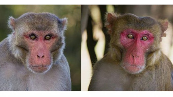Monyet Jantan dengan Wajah Merah Lebih Tampan di Mata Monyet Betina ...