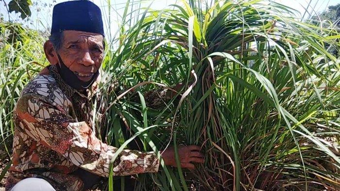 Petani di Bantul Kembangkan Budidaya Serai Merah di Lahan Kritis ...