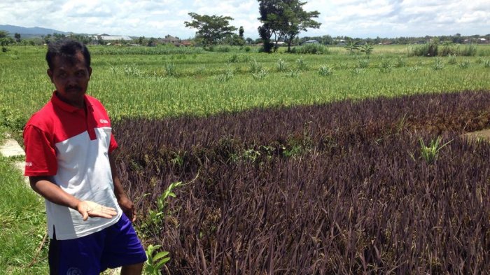 Padi Hitam Mulai Muncul di Kulonprogo - Tribunjogja.com