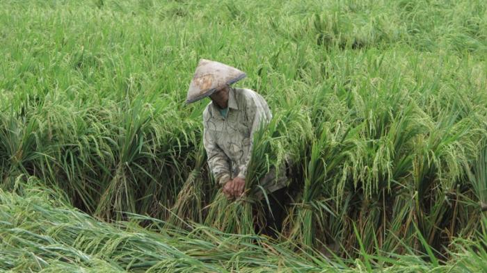Sawah Terendam Banjir Petani Terancam Gagal Panen - Tribunjogja.com