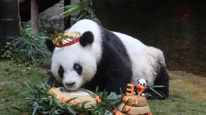 Dua Panda Raksasa dari China Terbang ke Indonesia - Tribunjogja.com