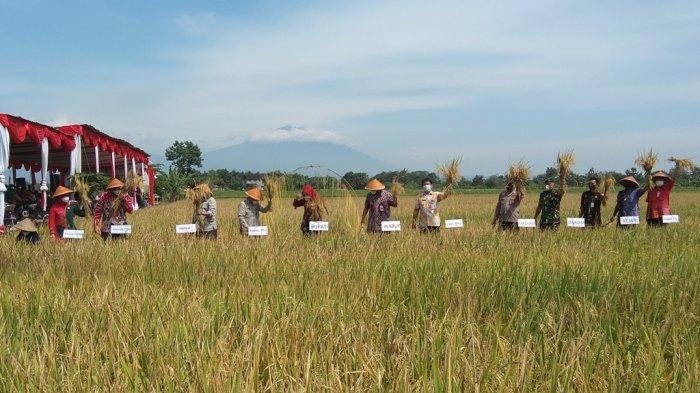 SK PVT Padi Rojolele Srinar dan Srinuk Milik Klaten, Bupati Sri Mulyani: Butuh Perjuangan ...