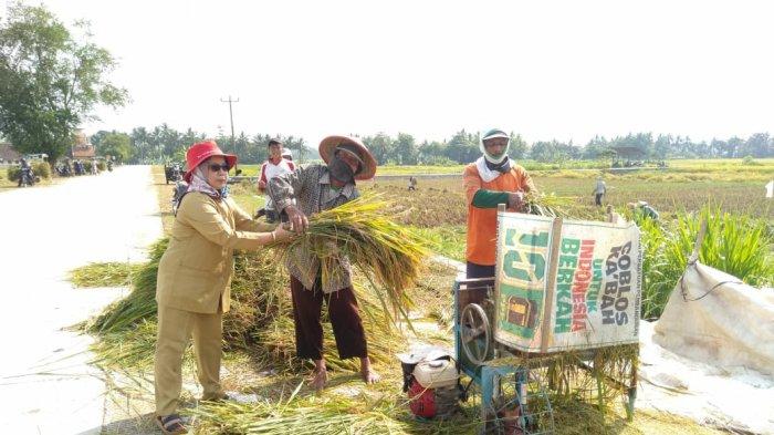 Stok Beras di Kulon Progo Aman - Tribunjogja.com