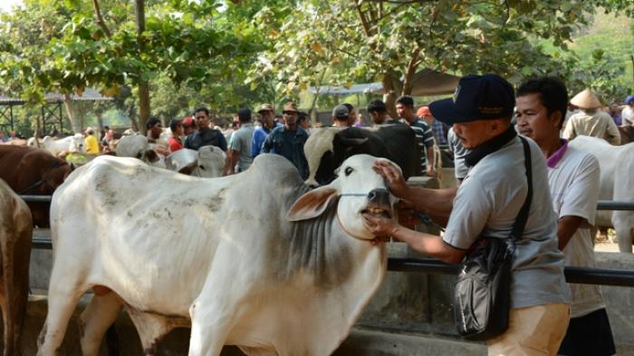 Harga Hewan Kurban di Bantul Mulai Merangkak Naik - Tribunjogja.com