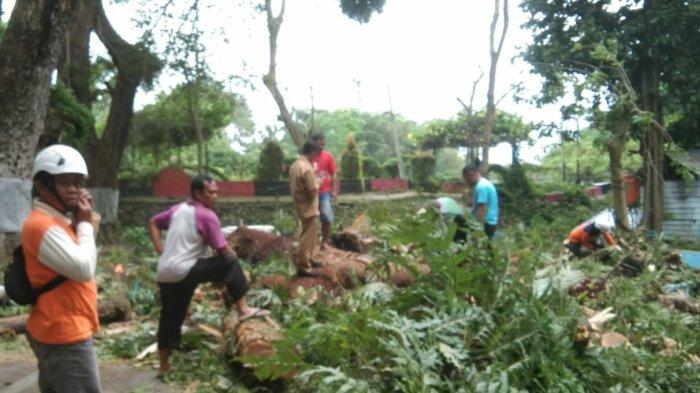 Dahan Pohon Ukuran Jumbo di Umbul Cokro Klaten Patah Menimpa 1 Lapak ...