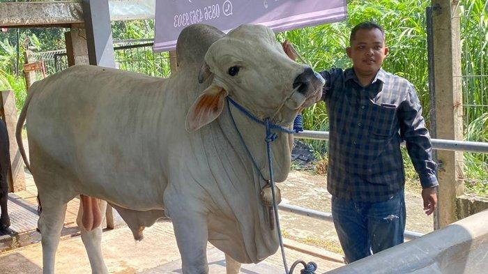 Sapi-sapi Kurban Banpres Prabowo Subianto di Jogja dan Magelang - Tribunjogja.com