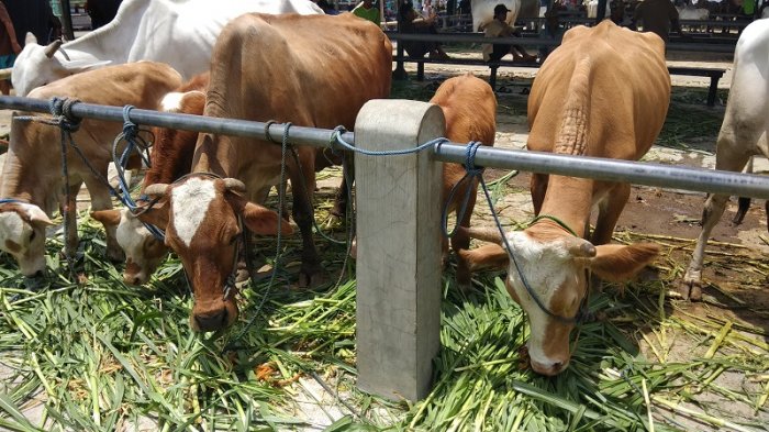 Sudah Dua Tahun Diluncurkan, Hanya Ada 1000 Sapi di Yogyakarta yang ...