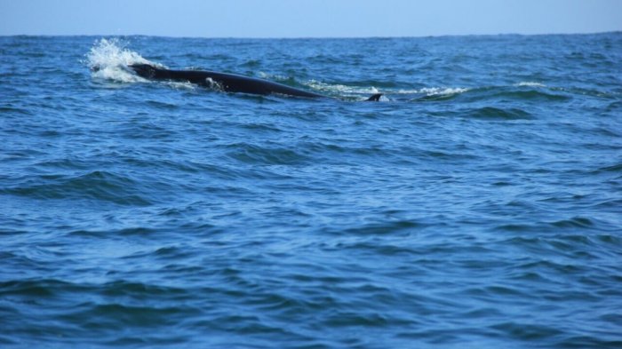 Paus Hitam yang Terdampar di Gunungkidul Bikin Penasaran Wisatawan ...