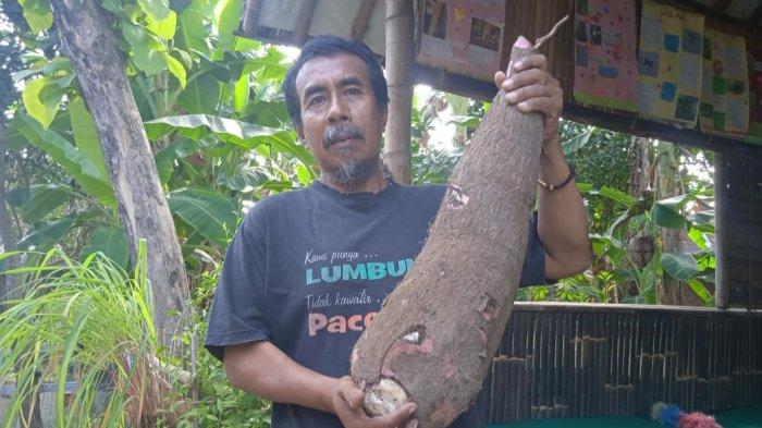 Petani di Klaten Panen Singkong Raksasa, Berat Umbi Capai 9 Kilogram ...