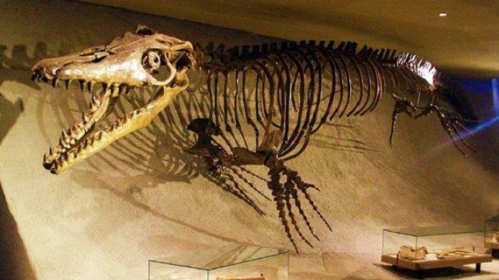 Penemuan Fosil Monster Laut Purba Mosasaurus, Kerangka Masih Utuh ...