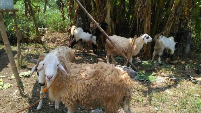 Penyakit Orf Banyak Menjangkit Kambing di Pasar Tiban - Tribunjogja.com