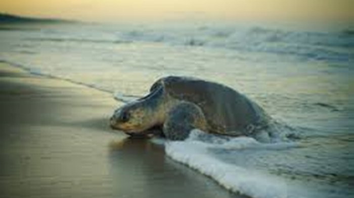 113 Penyu yang Terancam Punah Mati dan Tersapu di Pantai Meksiko ...