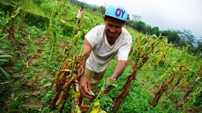 Gagal Panen, Petani Tembakau di Magelang Rugi Puluhan Juta Rupiah - Tribunjogja.com