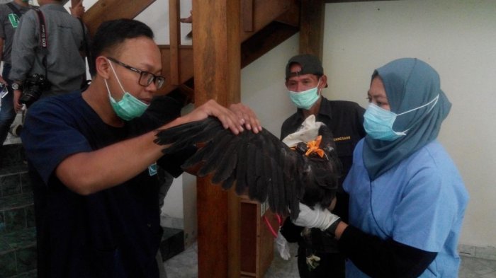 Segera Dilepasliarkan di Tahura Bunder, Elang Brontok Dipasangi Alat ...