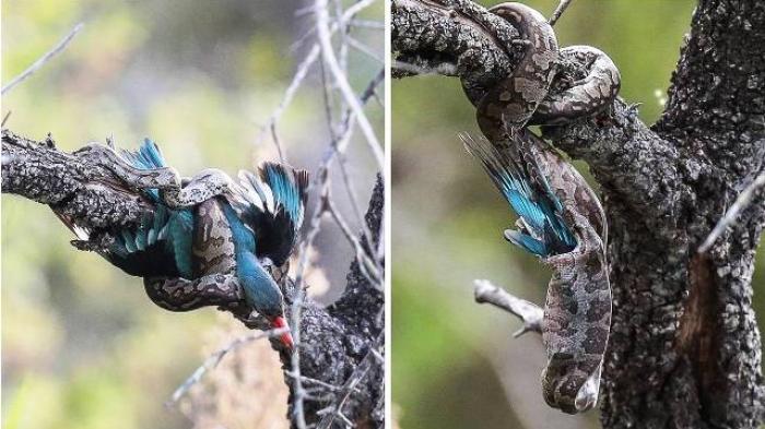 Dalam Hitungan Menit, Ular Piton Ini Berhasil Telan Burung Pekakak ...