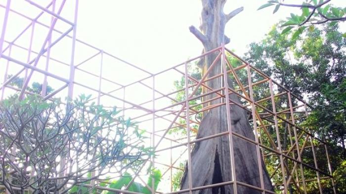 Pohon Randu Alas di Pleret Tumbuh Sesudah Serangan Trunojoyo ...