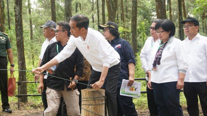 BREAKING NEWS : Jokowi Tanam Pohon dan Lepas Liarkan Sepasang Elang Jawa di Magelang ...