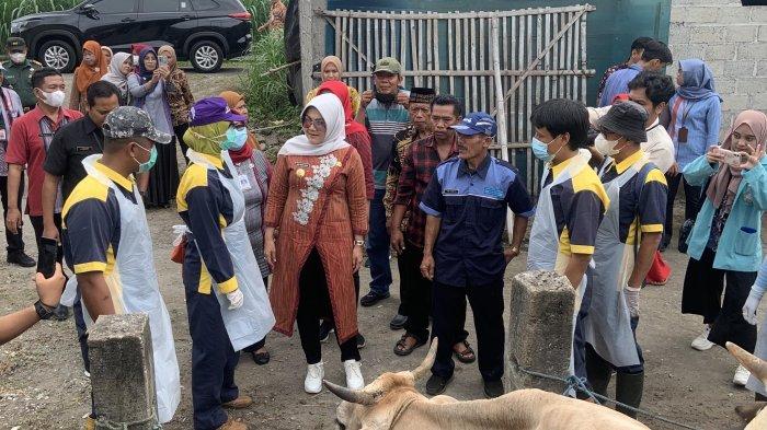 Gerak Cepat Pemkab Klaten Vaksinasi Sapi di Perbatasan Gunungkidul untuk Cegah Antraks ...
