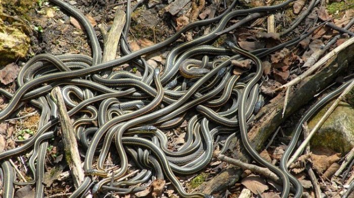 Tahukah Kamu, Ribuan Ular Paling Mematikan Bersarang di Pulau Terlarang ...