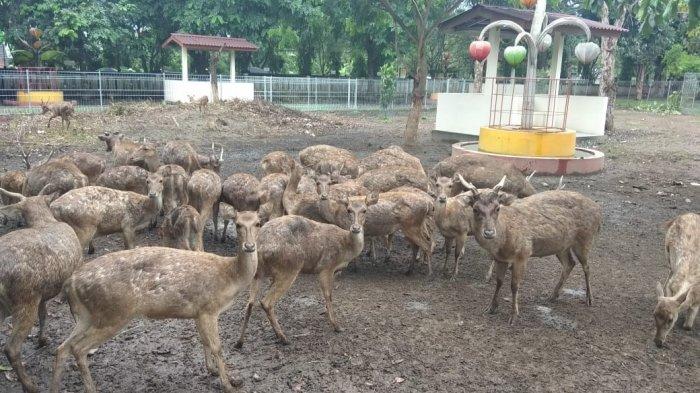 Melihat Cantiknya Rusa Timor yang Ditangkar di Pemkab Magelang ...