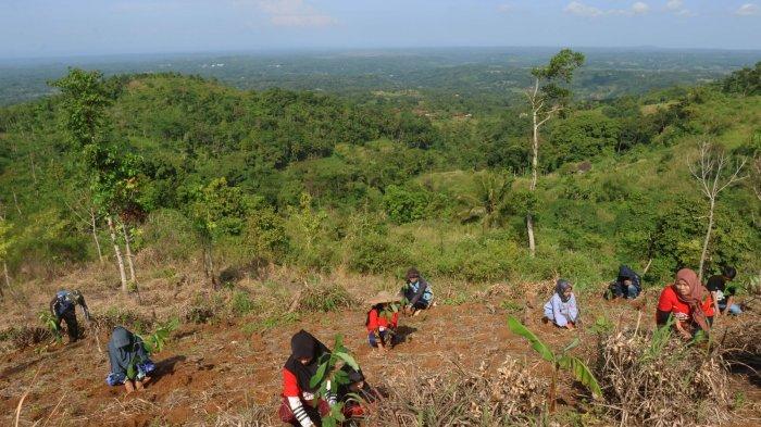 82,1 Ha Lahan Kritis Dihijaukan Melaui Reboisasi 33.800 Bibit Pohon - Tribunjogja.com