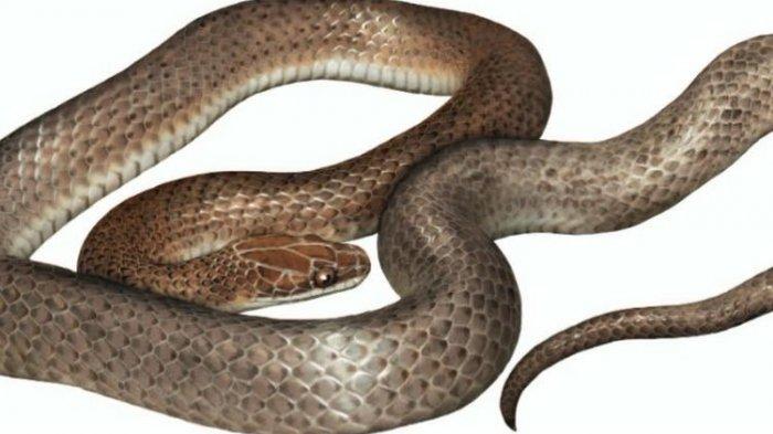 Dari Tempat Tak Terduga, Ular Jenis Baru Ini Ditemukan - Tribunjogja.com