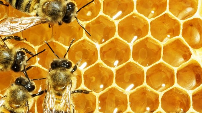 Ini Efek yang Muncul Jika Mengonsumsi Sarang Lebah Secara Berlebihan - Tribunjogja.com